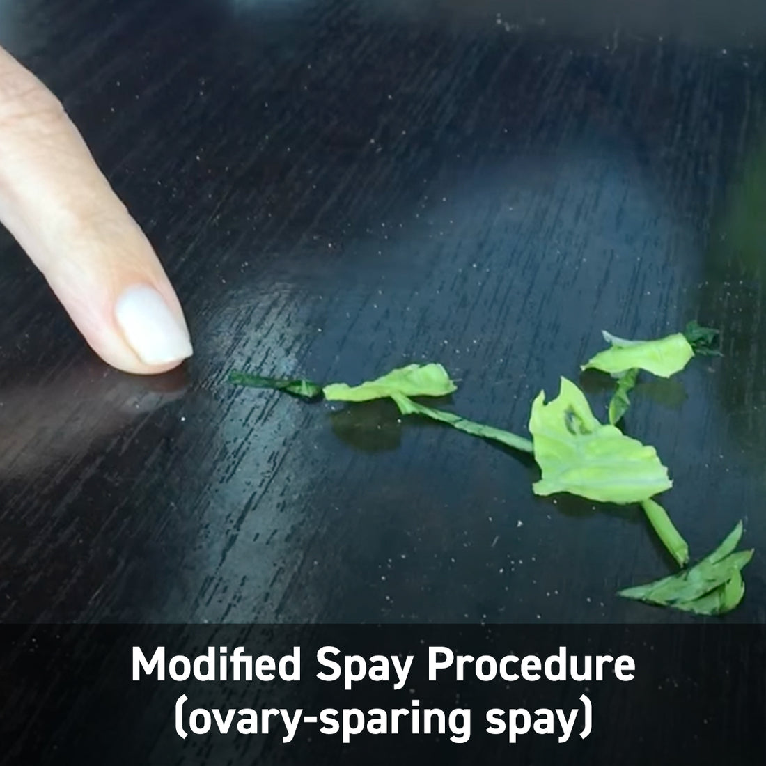 Ovary-Sparing Spay – Augustine Approved